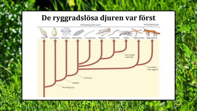 Lektion 4 Ryggradslösa djur.pptx | Fish and Aquariums | Pets