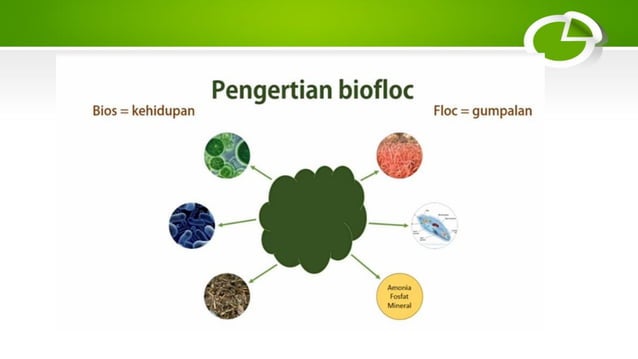 Management Budidaya Ikan lele secara SISTEM BIOFLOK.pdf