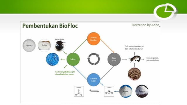 Management Budidaya Ikan lele secara SISTEM BIOFLOK.pdf