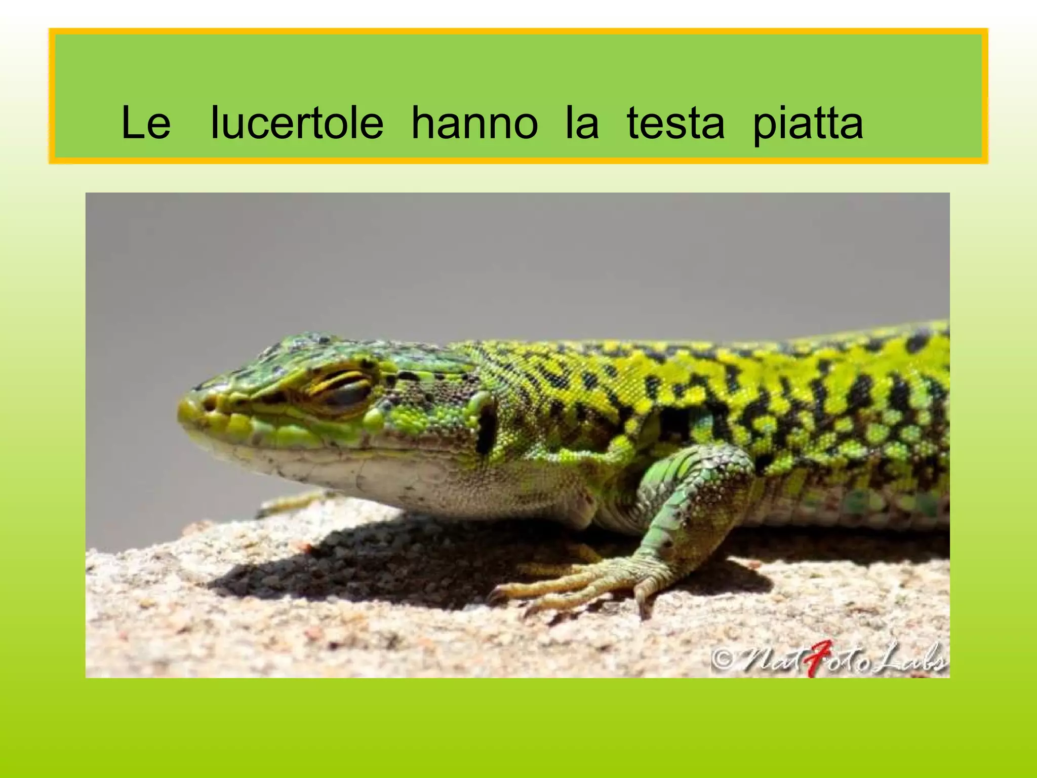 Le lucertole | PPT