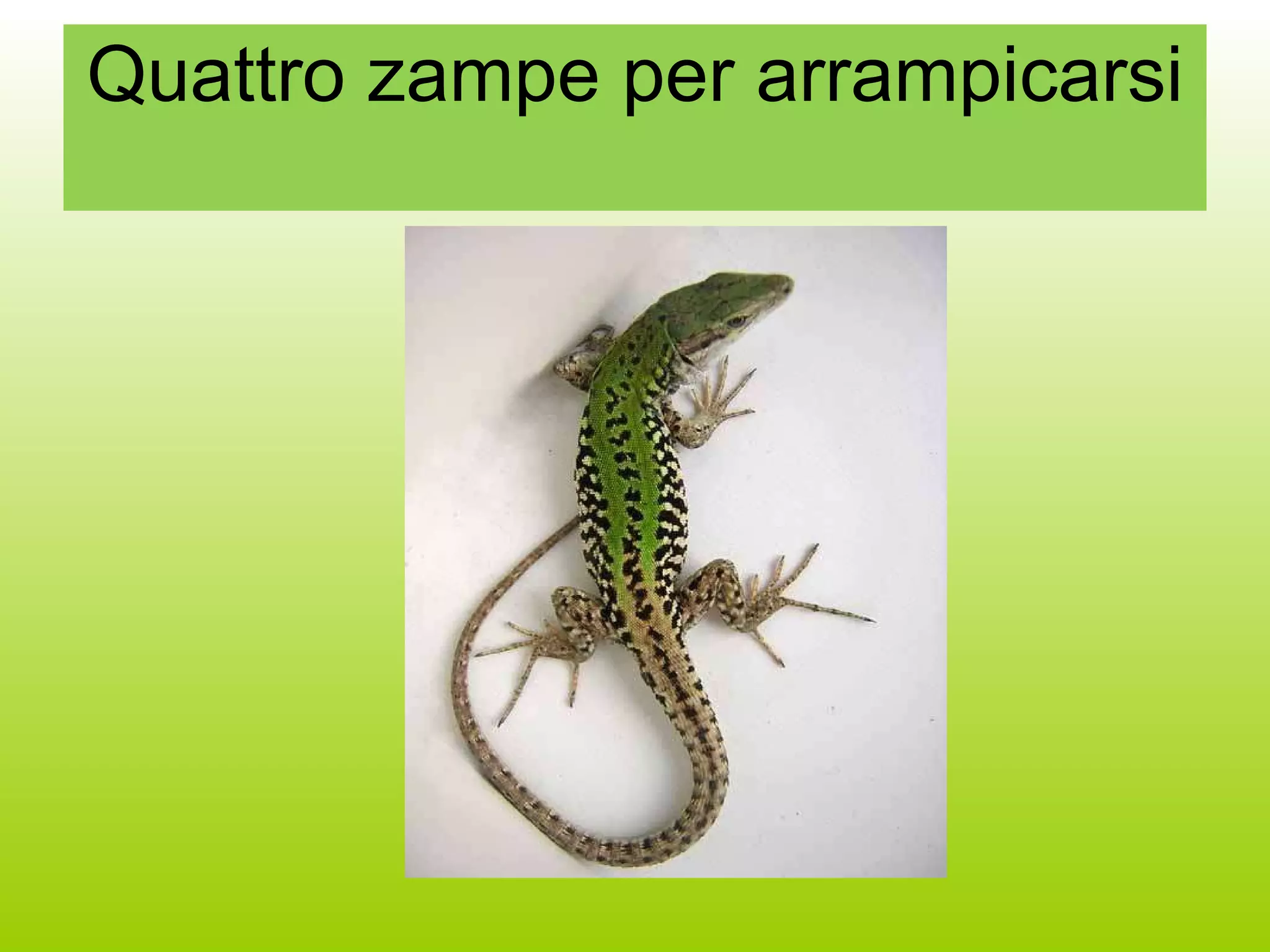 Le lucertole | PPT