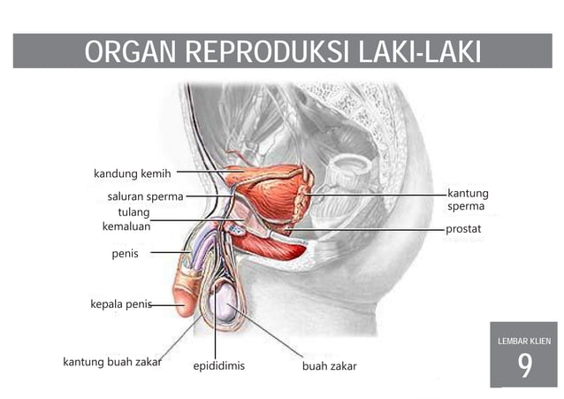 LEMBAR BALIK KESPRO DAN SEKSUAL BAGI CATIN.pdf