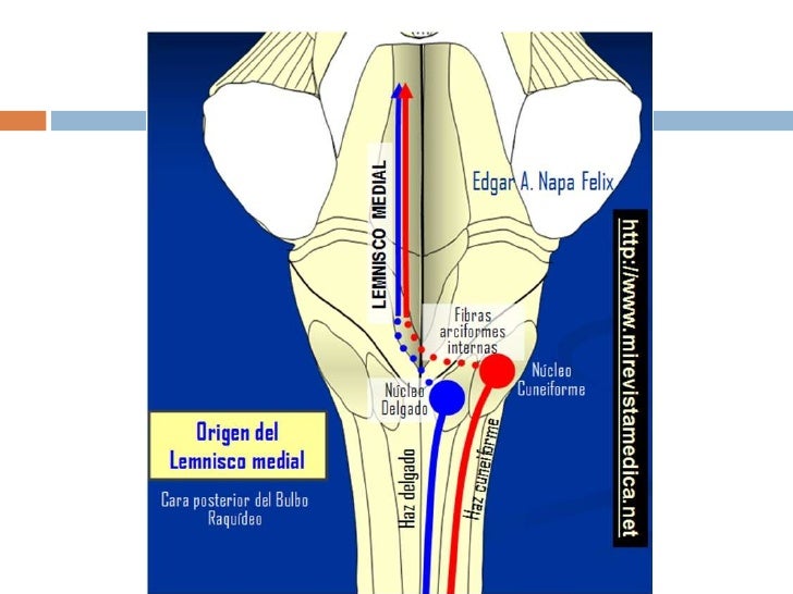Lemnisco medial
