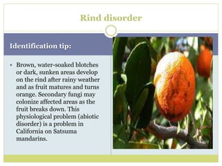 Lemon Physiological Disorders A Lecture By Allah Dad Khan To FFS ...