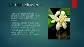 Breeding of Lemon | PPTX