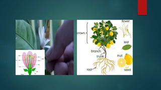 Breeding of Lemon | PPTX