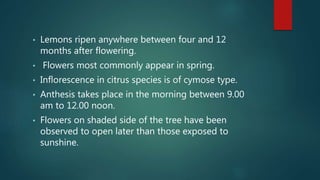 Breeding of Lemon | PPTX
