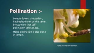 Breeding of Lemon | PPTX
