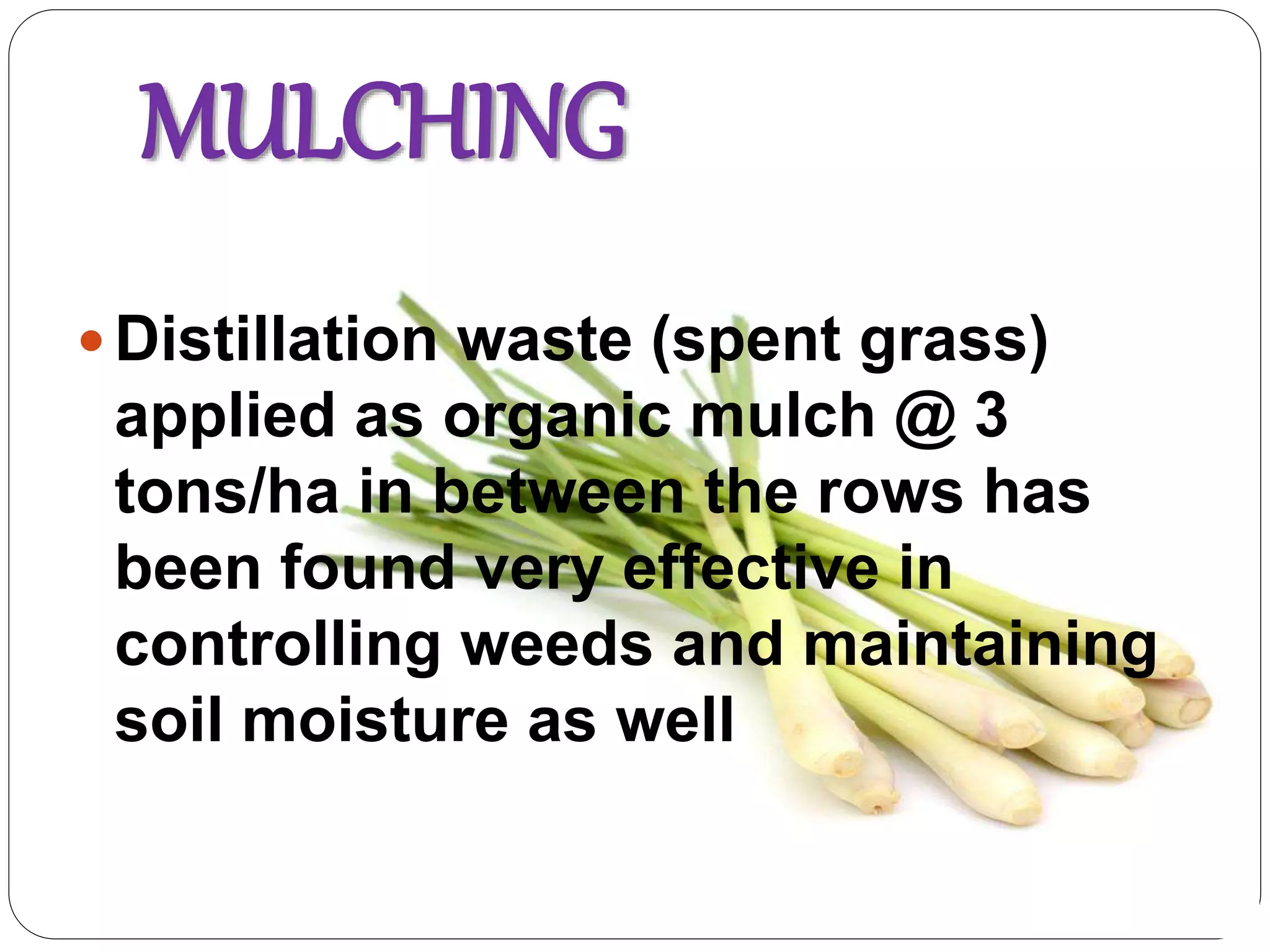 Lemon grass, Cymbopogan flexousus. | PPTX