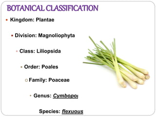 Lemon grass, Cymbopogan flexousus. | PPTX