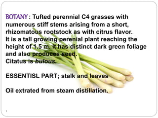 Lemon grass, Cymbopogan flexousus. | PPTX