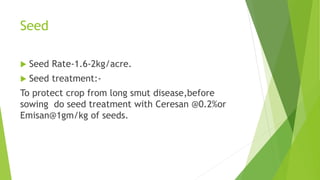 LEMON GRASS.pptx