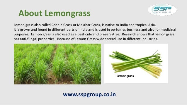 Lemongrass Cultivation