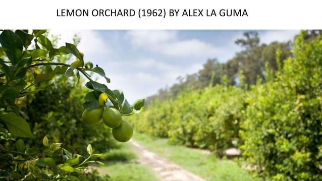 Lemon orchard | PPTX