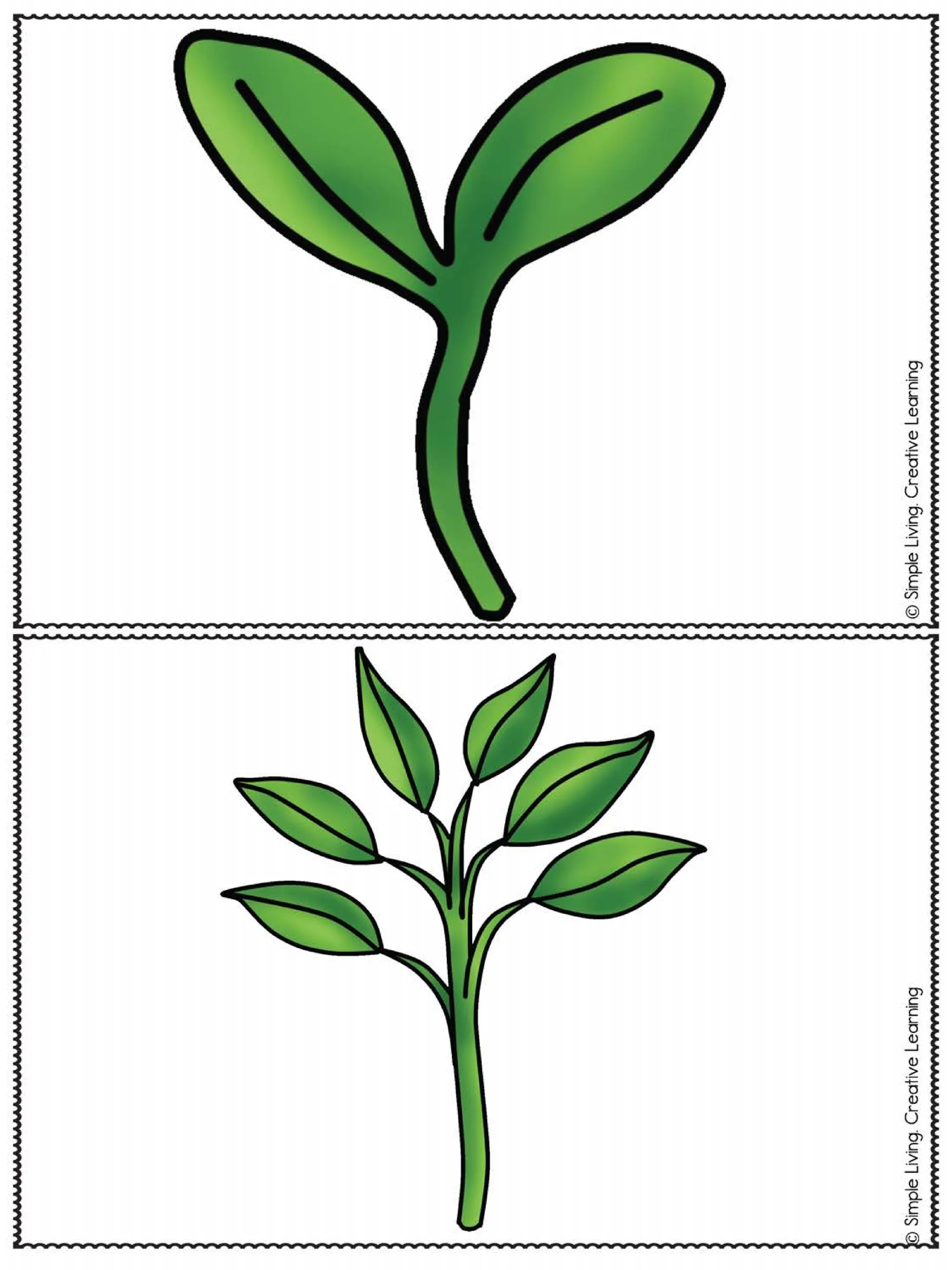 Lemon Tree Life Cycle Printable Pack A.pdf