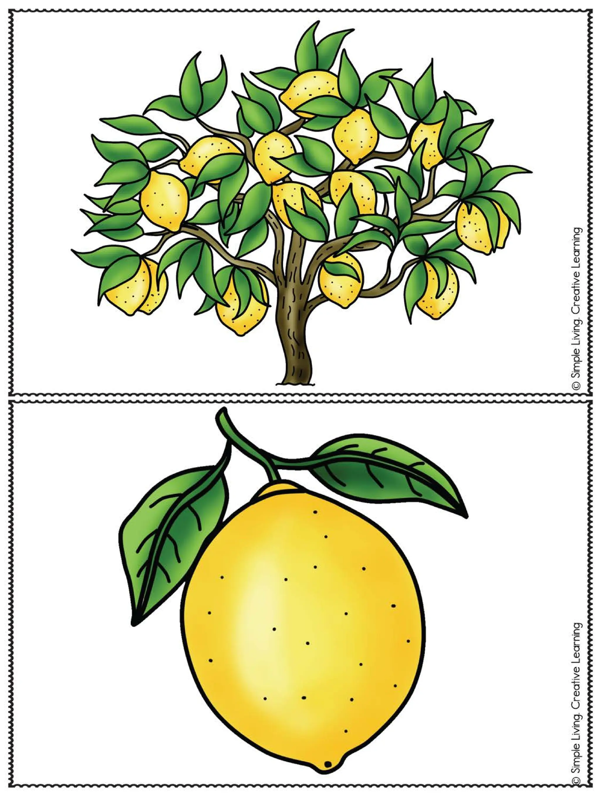 Lemon Tree Life Cycle Printable Pack A.pdf