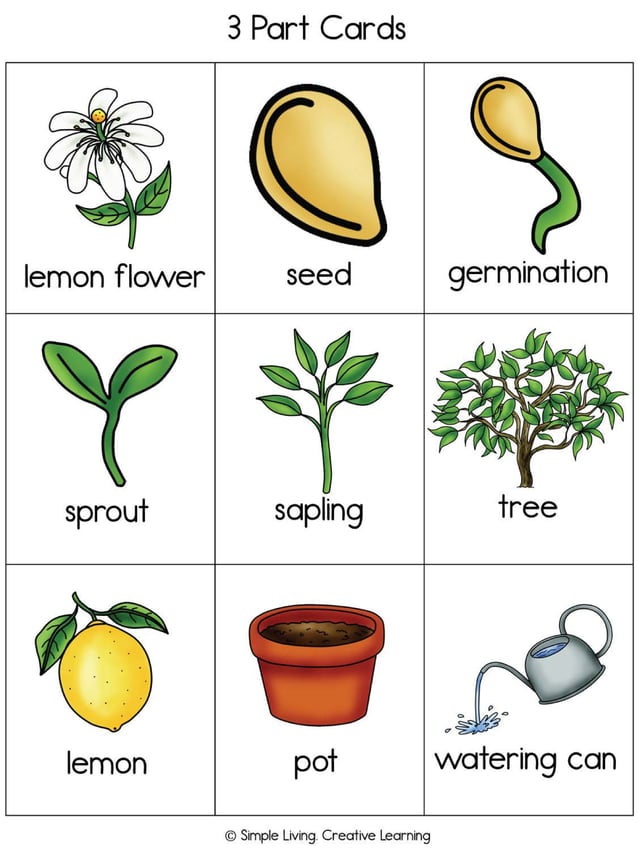 Lemon Tree Life Cycle Printable Pack A.pdf