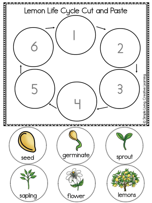 Lemon Tree Life Cycle Printable Pack A.pdf