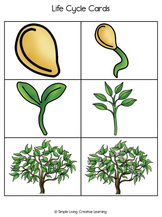 Lemon Tree Life Cycle Printable Pack A.pdf