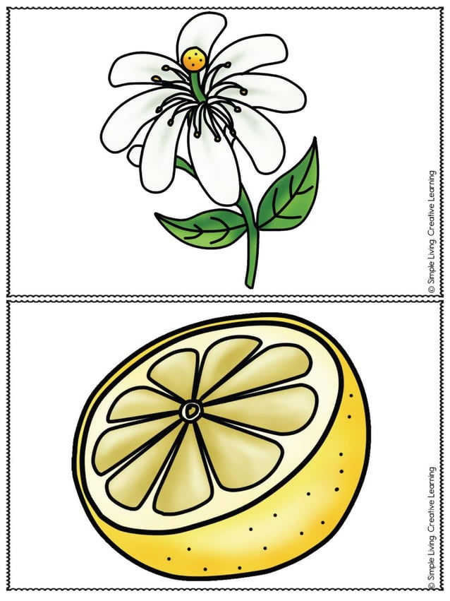 Lemon Tree Life Cycle Printable Pack A.pdf