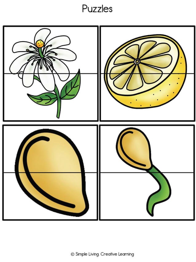 Lemon Tree Life Cycle Printable Pack A.pdf