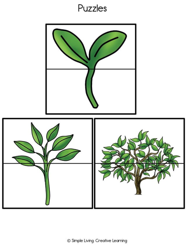 Lemon Tree Life Cycle Printable Pack A.pdf