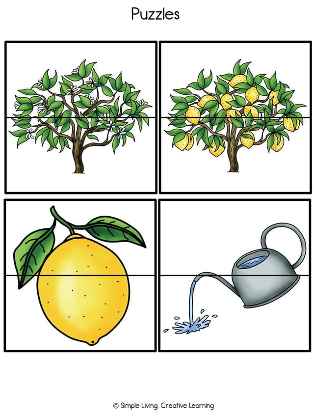 Lemon Tree Life Cycle Printable Pack A.pdf