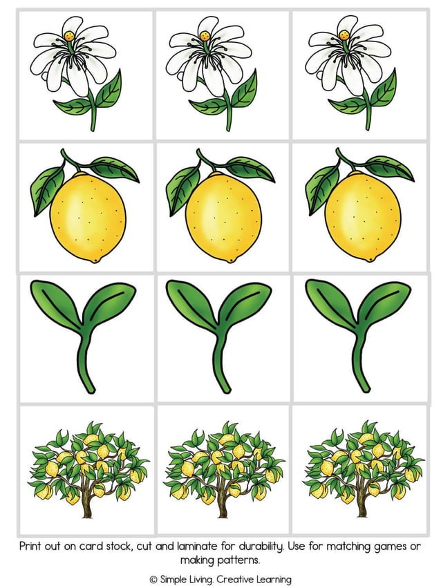 Lemon Tree Life Cycle Printable Pack A.pdf