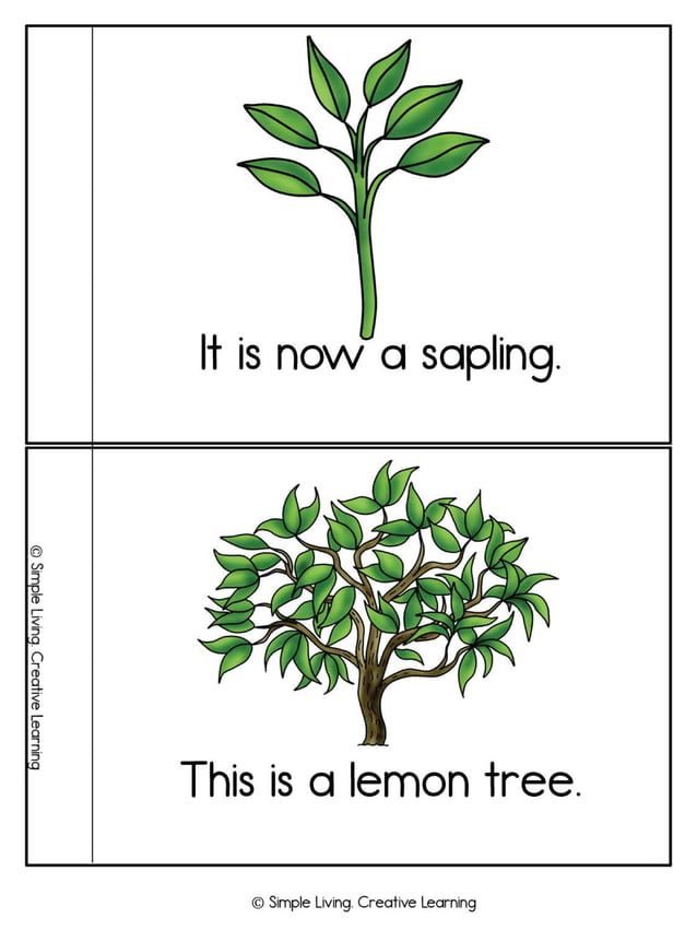 Lemon Tree Life Cycle Printable Pack A.pdf
