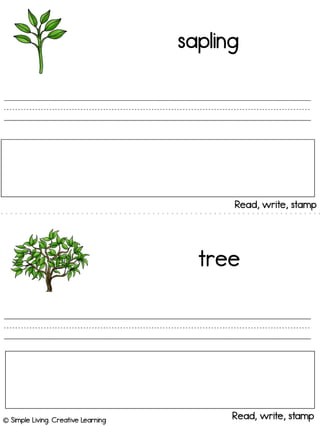 Lemon Tree Life Cycle Printable Pack A.pdf