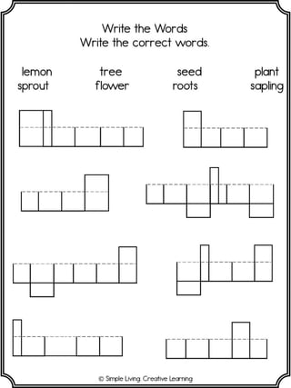 Lemon Tree Life Cycle Printable Pack A.pdf