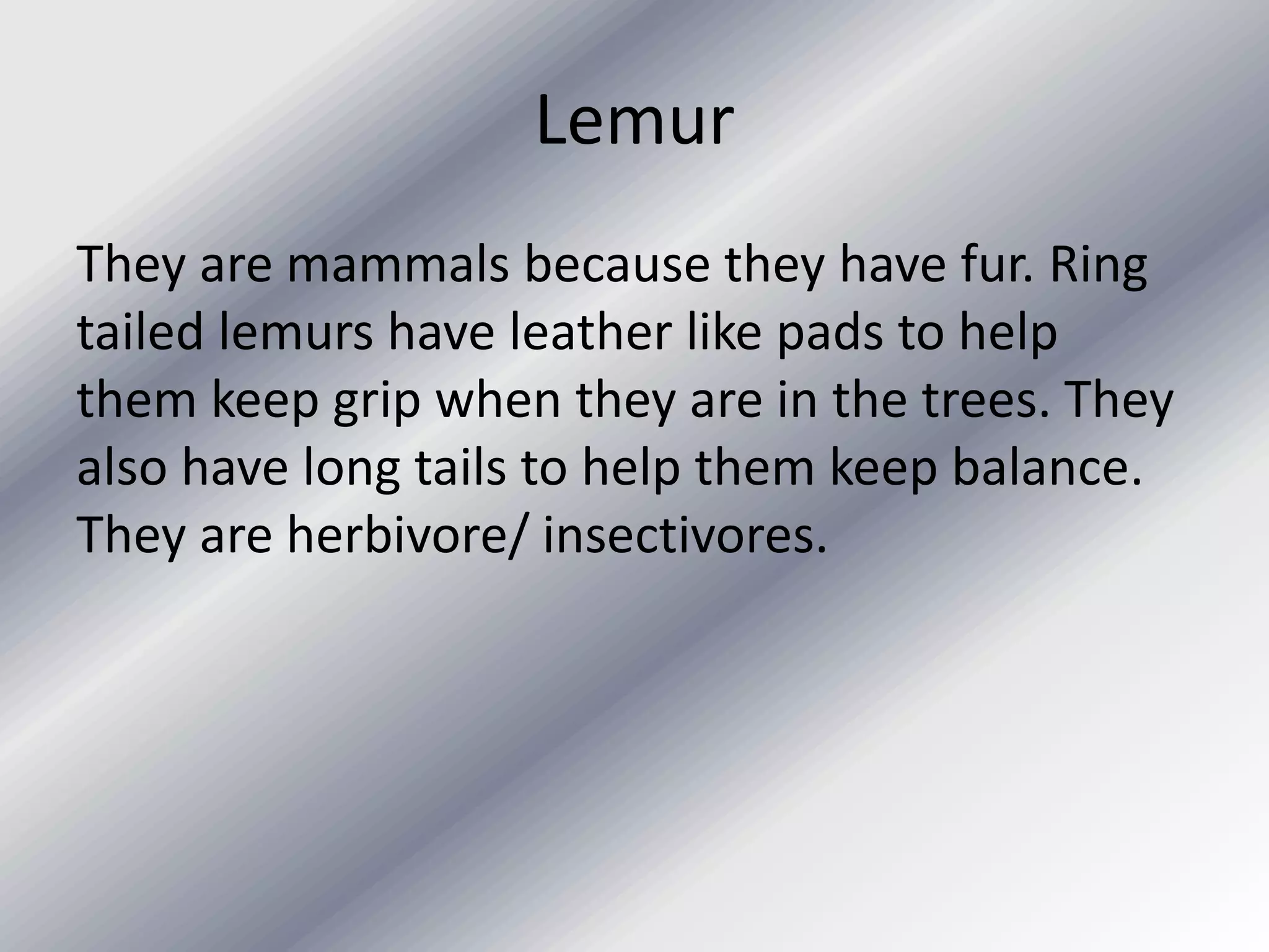 Lemur | PPTX