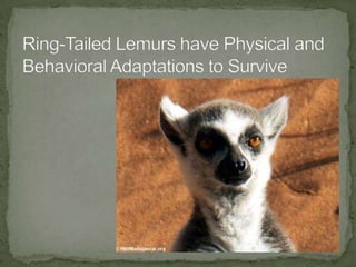 Lemurs | PPTX