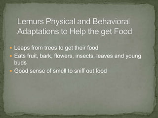 Lemurs | PPTX