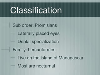 Lemurs | PPT