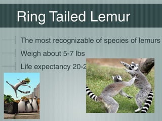 Lemurs | PPT