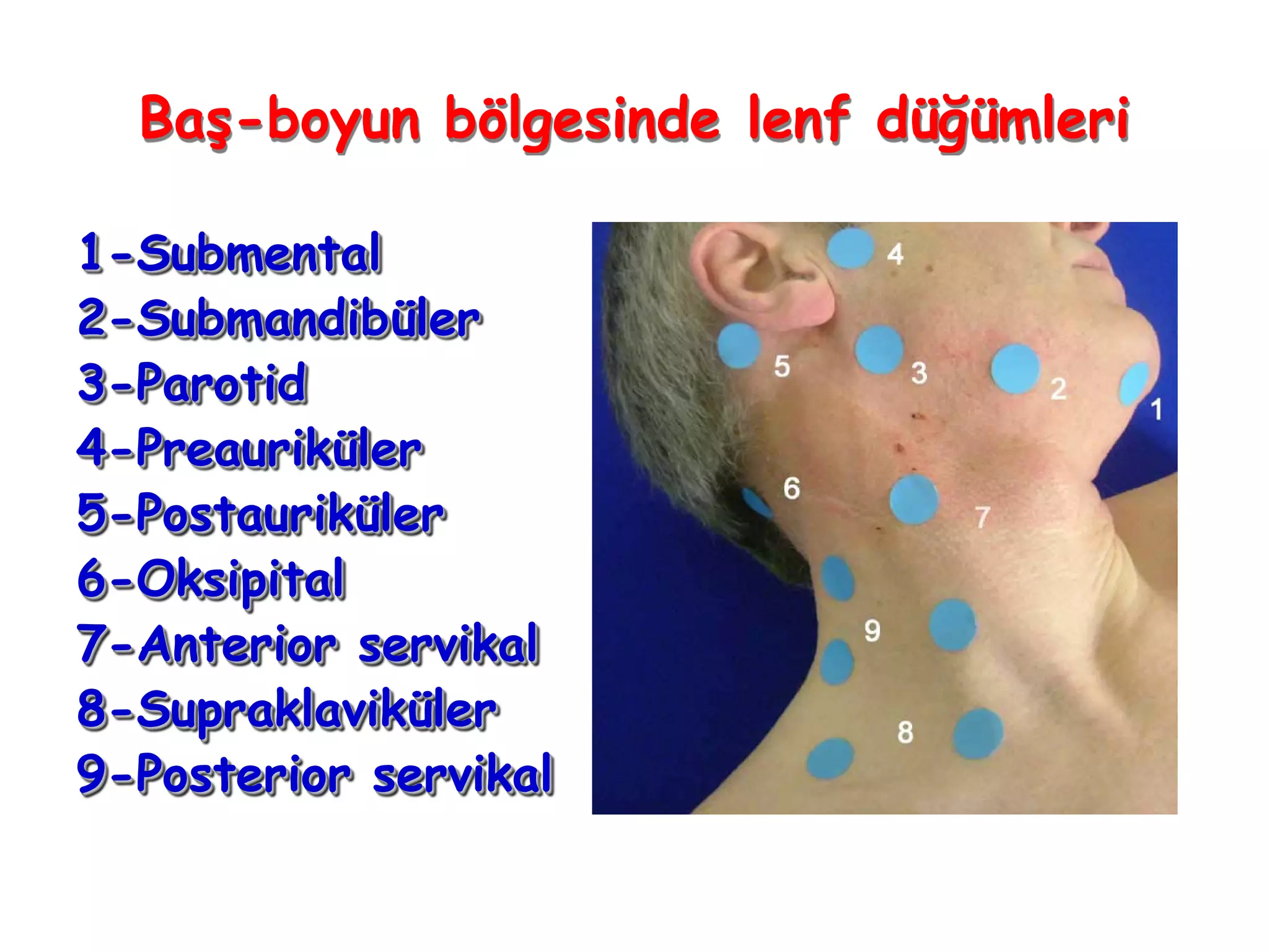 Lenfadenopatiler(fazlası için www.tipfakultesi.org) | PDF