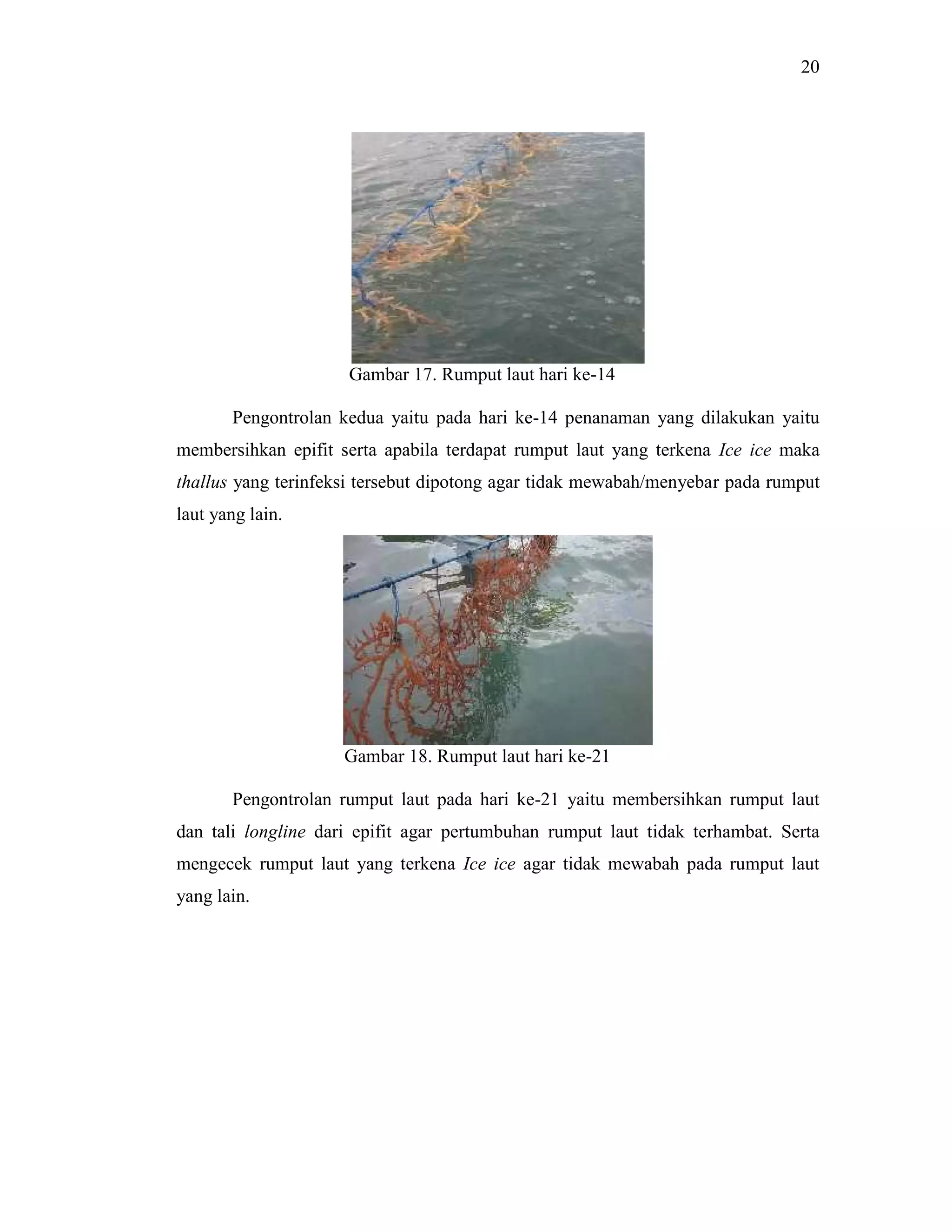 Laporan Manajemen Akuakultur Laut | PDF