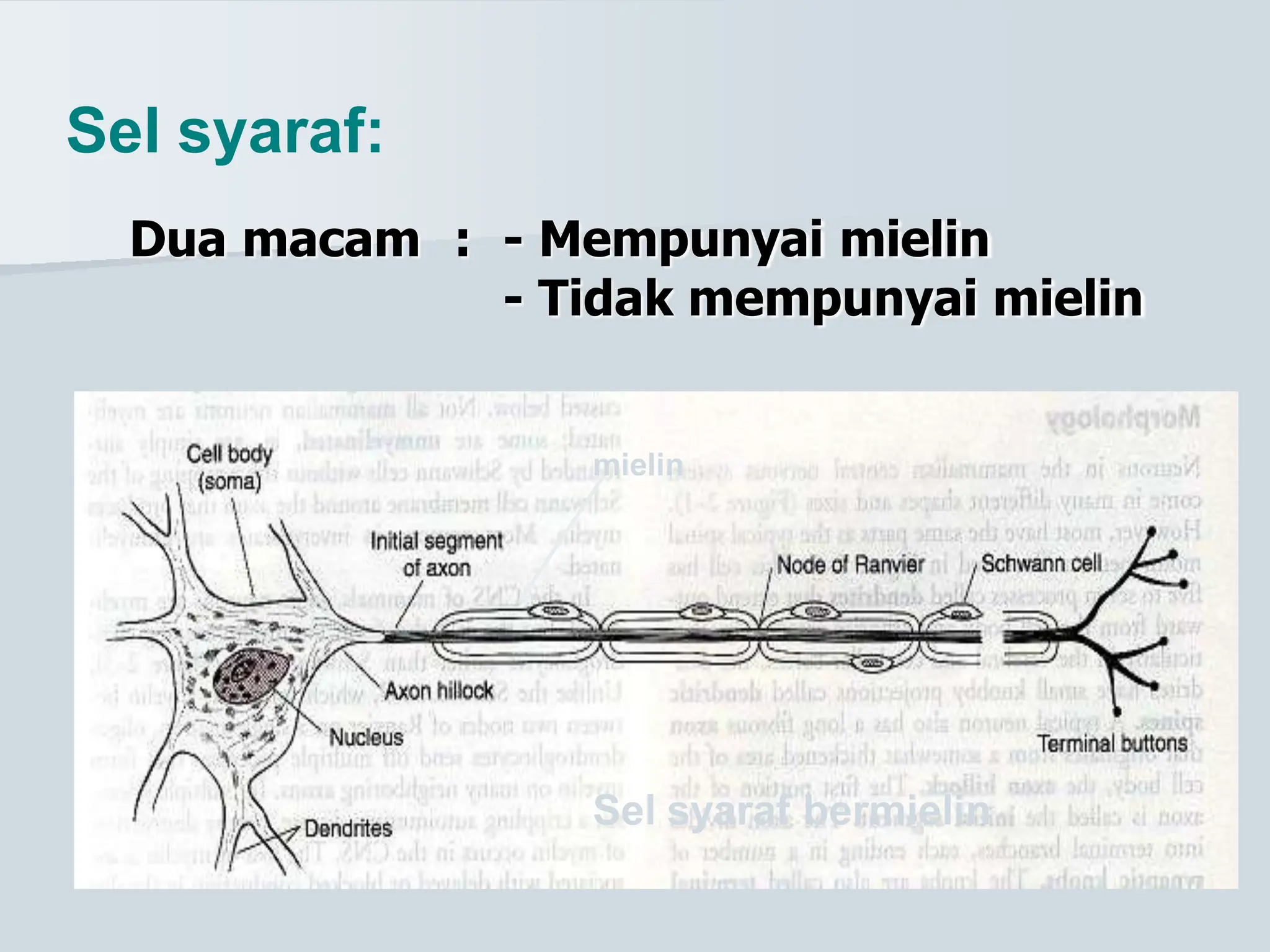 materi lengkap tentang Lengkung refleks.pptx