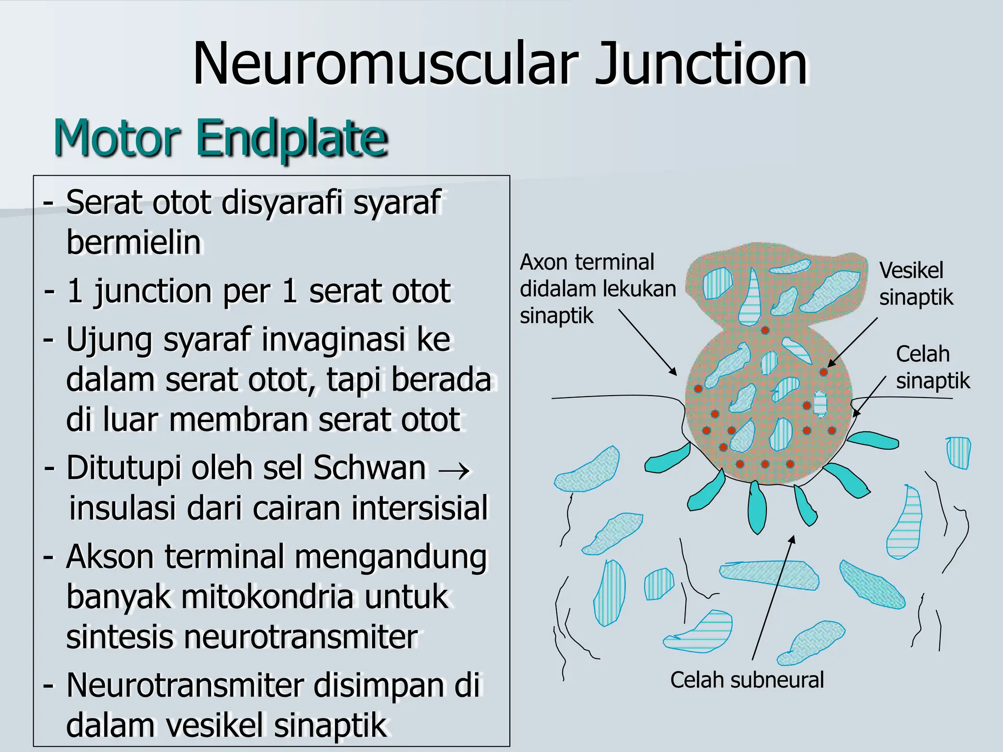 materi lengkap tentang Lengkung refleks.pptx