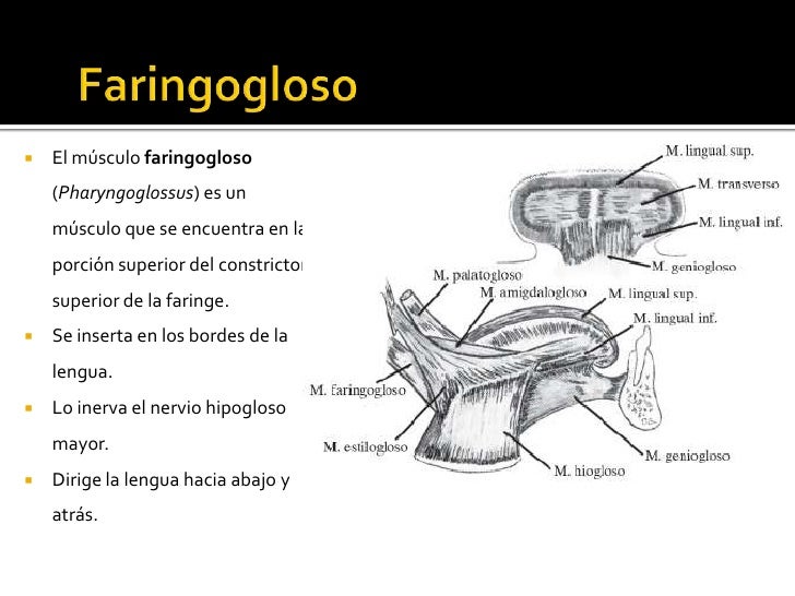 Organo del Gusto - Lengua