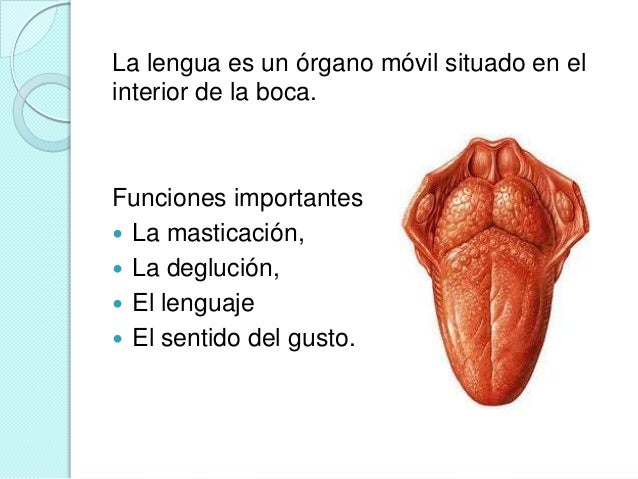 La Lengua Y Sus Partes