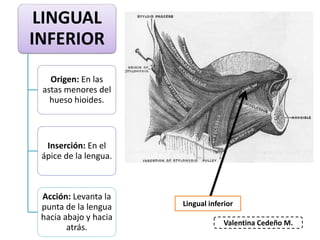 La Lengua | PPTX