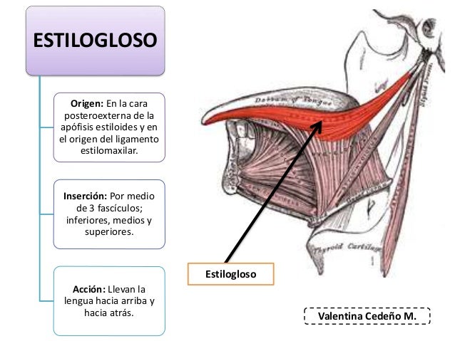Lengua by Mariela Garcia