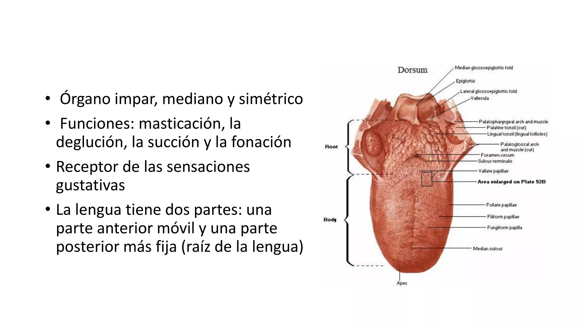 Anatomía De La Lengua, Parte Inferior