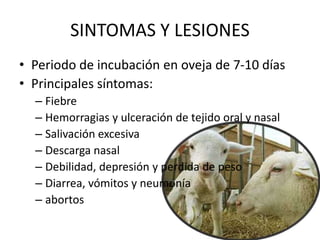 Lengua azul/ virologia | PPTX