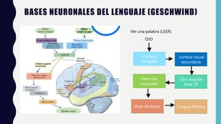 NEUROPSICOLOGIA DE LENGUAJE PRESENTACION.pptx