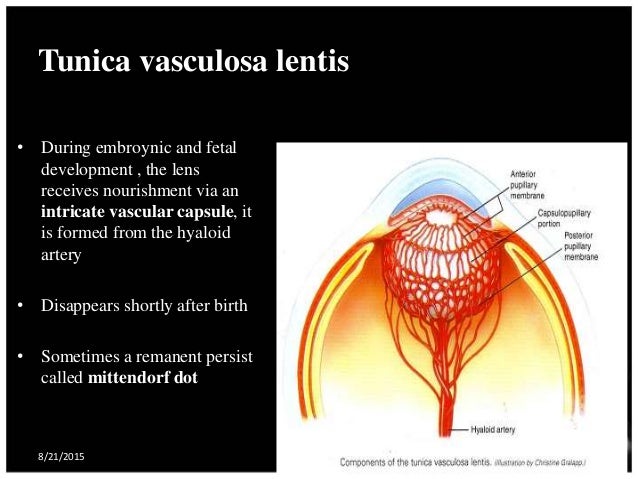 HUMAN Lens ANATOMY