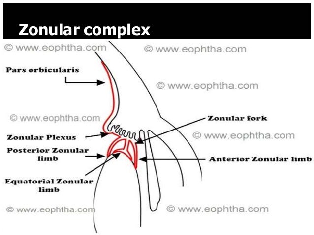 HUMAN Lens ANATOMY