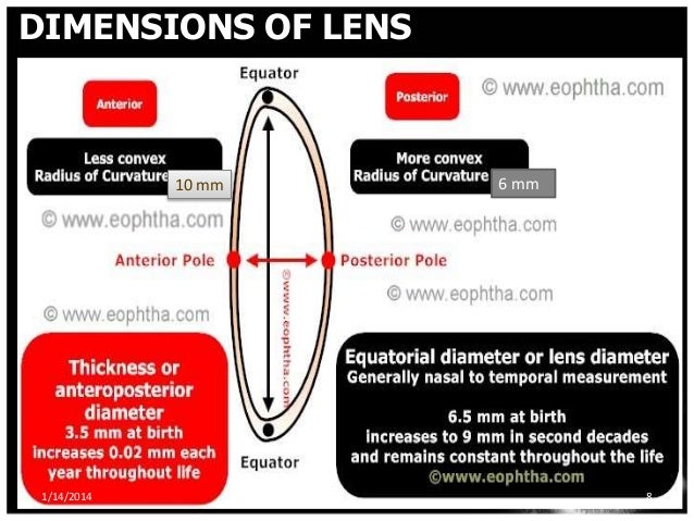 HUMAN Lens ANATOMY